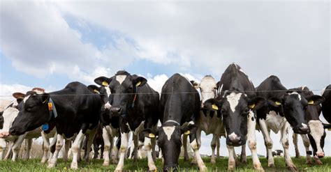 Autumn Grazing And Soil Management Target Fertilisers