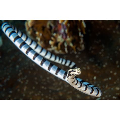 Banded Sea Snake Sealife Conor Culver