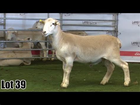 Lot 039 Youtube