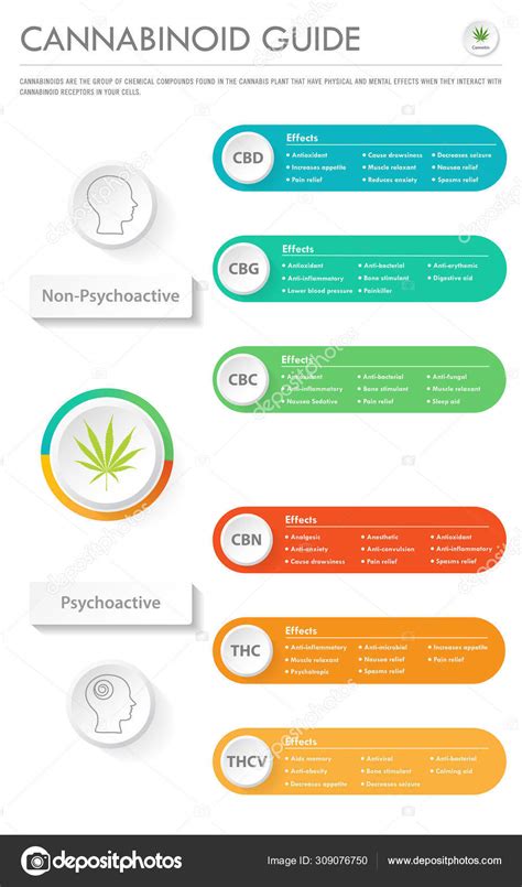 Cannabinoid Guide Vertical Business Infographic Stock Vector Image By