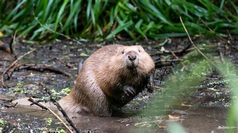 Mappertons Rewilding Beavers On The Loose Bbc News