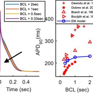 AP Curves On Left And Rate Dependent APD90 Data Points On Right In Download Scientific