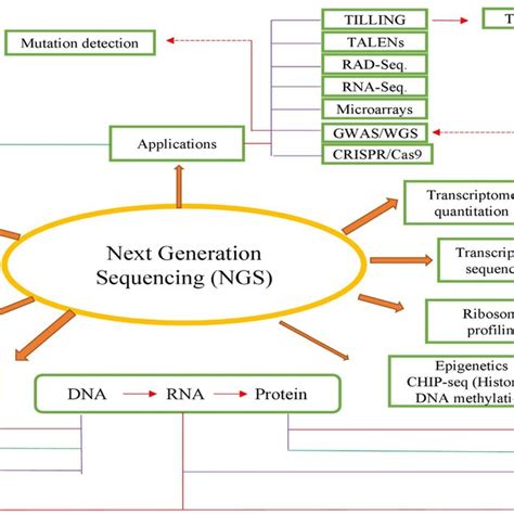 flow diagram showing the major steps of next generation sequencing