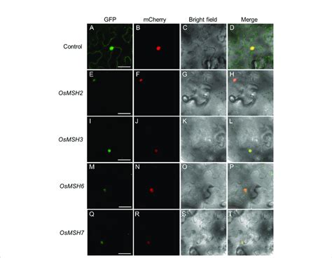 Subcellular Localization Of Osmsh2 Osmsh3 Osmsh6 And Osmsh7 A