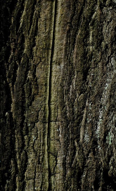 200 Free Cortex Tree Images Pixabay