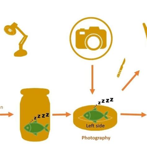 Pdf Autonomous Reef Monitoring Structures Arms