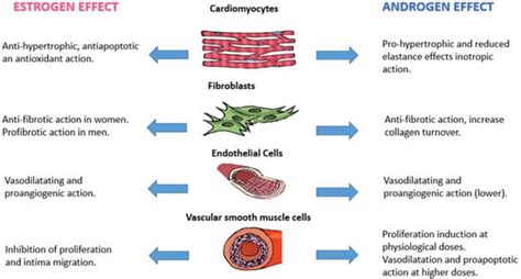 Risk Factors And Cellular Differences In Heart Failure Encyclopedia MDPI