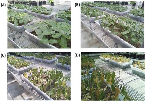 Greenhouse Phenotyping Experiments For Drought Tolerance At Seedling