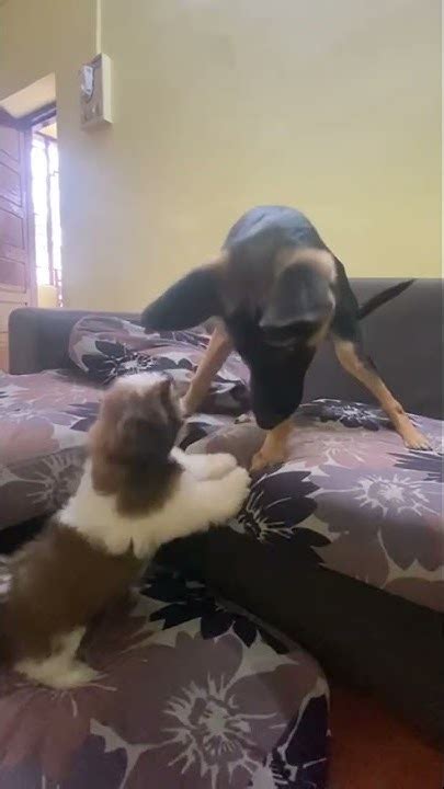 Stop slapping me puppy, I’m trying to play with you - YouTube