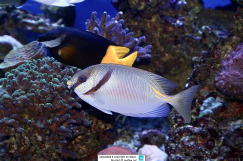 Siganus Doliatus Barred Spinefoot