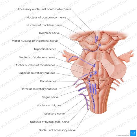Cranial Nuclei A Synopsis Of Cranial Nerves Of The Brainstem