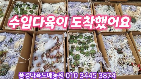 수입다육이 도착했어요 오늘은 어떤 예쁜아이들이 왔을까요😊 풍경다육도매농원 010 3445 3874 전국택배가능 유료광고포함