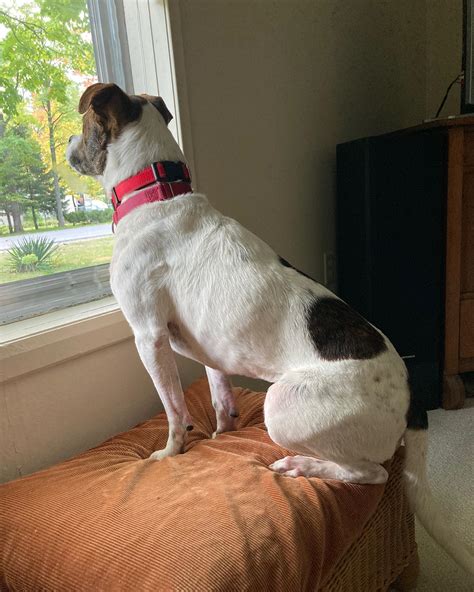 Our Lovely Lady Twyla Had A Cherryland Humane Society