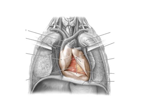 Mediastinum Quiz