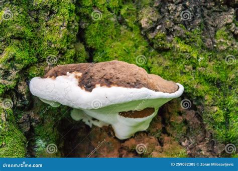 Fungi On Tree Bark Stock Image Image Of Decay Herbal