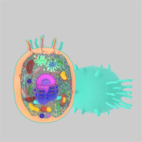 Human Cell Diagram 3d