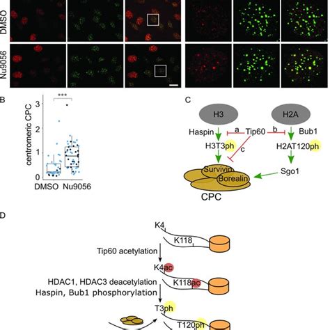 Inhibition Of Tip60 Promotes Premature Centromeric Targeting Of Aurora