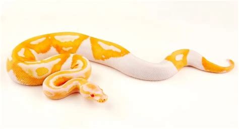 Albino Piebald Ball Pythons — Professional Breeders