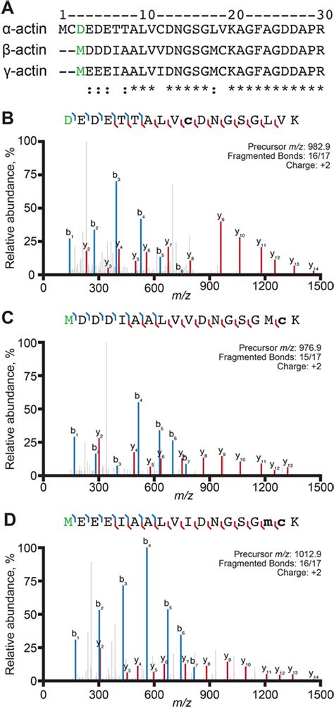 Purification Of Human β And γ Actin From Budding Yeast Journal Of Cell Science The Company