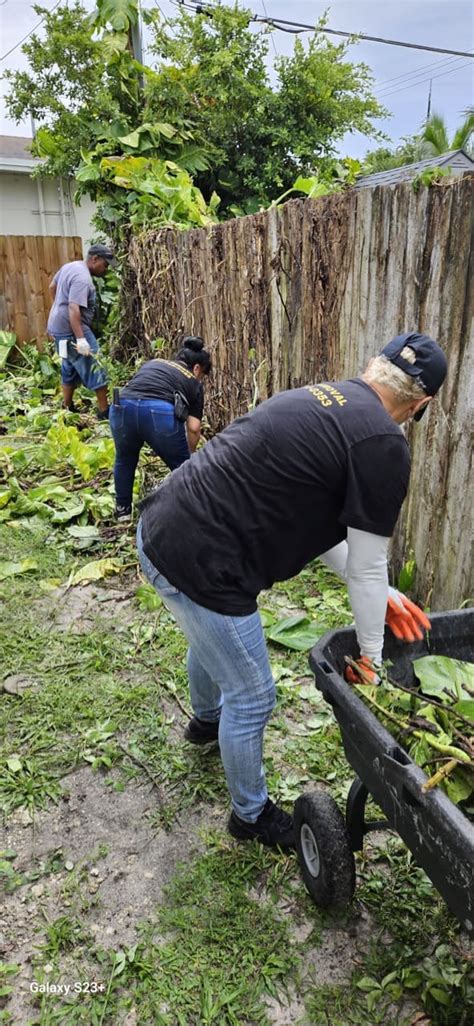 Certified Tree Trimming Services In Hollywood FL New Age Junk Removal
