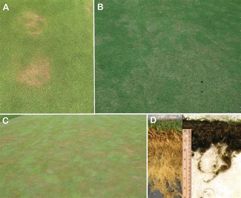 Why Its Critical To Stay Vigilant During Pythium Season Golfdom