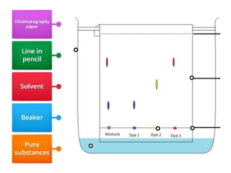 Chromatography Diagram Diagrama Con Etiquetas