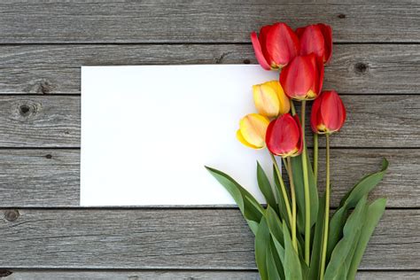 종이의 흰 시트와 나무 바탕에 빨간색과 노란색 튤립 꽃다발 0명에 대한 스톡 사진 및 기타 이미지 0명 3월 개화기
