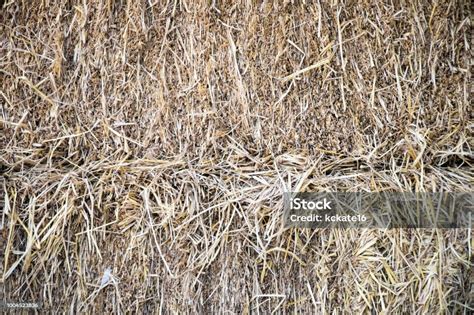 밀 짚 배경 텍스처입니다 건조 밀 짚 노란 짚 풀 배경 텍스처 수확 후 건조 가을에 대한 스톡 사진 및 기타 이미지 가을 건조한 건초 식물 Istock