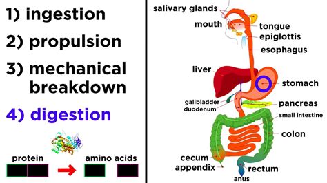 Pathway Of Digestion Of Food