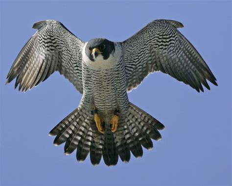 Majestic Owl In Flight Peregrine Falcon Flying Pictures Peregrine