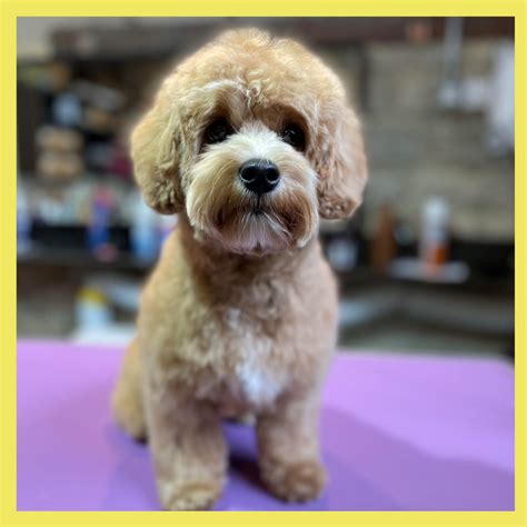 How Do You Train A Cockapoo Not To Bite