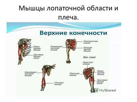Топографическая анатомия и оперативная хирургия верхних конечностей