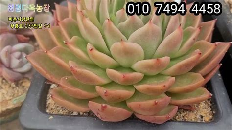 탄탄하고 통동한 단품 입니다 빅토리 퍼플샴페인 팅커벨금 등등 Youtube