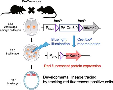 Febs Open Bio Vol 14 No 11