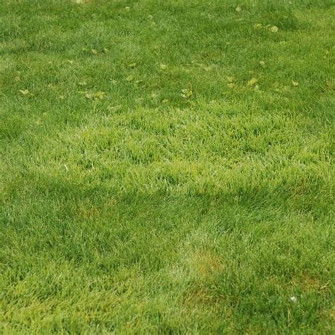 Identifying Types Of Lawn Grass Identifying Grass Species Bent Vs