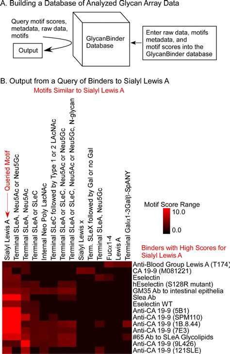 Figure 1 From The Detection And Discovery Of Glycan Motifs In Biological Samples Using Lectins