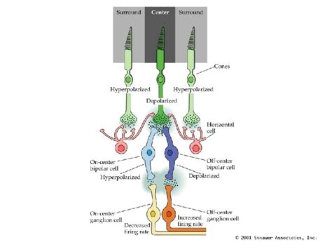 Physiology Of Photoreceptors Vertebrate Photoreceptors Hyperpolarize And Produce