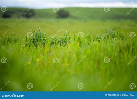 Pasture Growing In A Field Cattle Grass Growing In A Paddock Stock Image Image Of Dairy