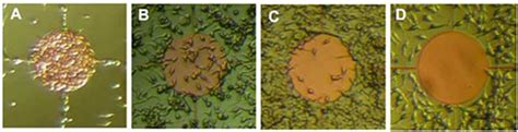 cell patterning on photolithographically defined parylene c sio2