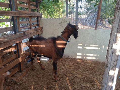 Breeding Our Goats And Saying Goodbye To Oliver