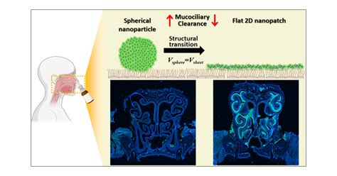 Polyphenol Enabled 2d Nanopatch For Enhanced Nasal Mucoadhesion And