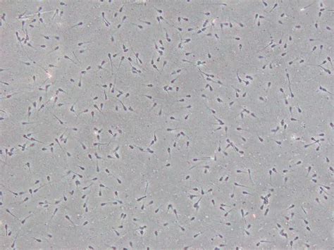 Dataset Baru Object Detection Dataset By Kkkeshin