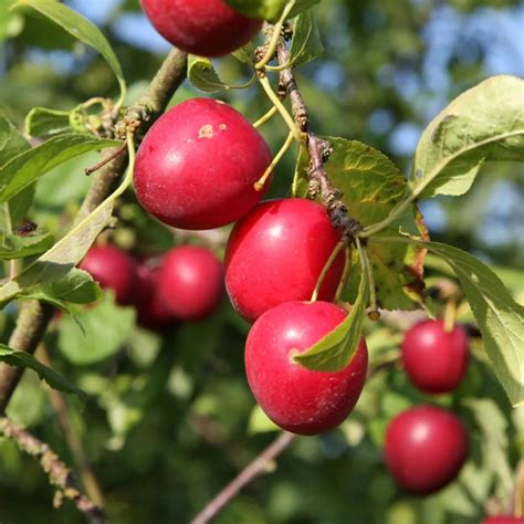 Prunus Domestica Gypsy Mirabelle Tree Bowhayes Trees