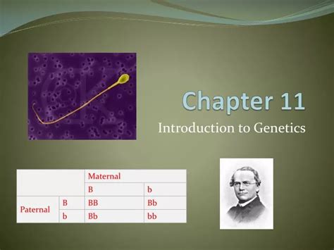 Ppt Chapter 11 Powerpoint Presentation Free Download Id3957399