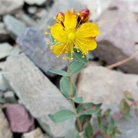 Scouler S St John S Wort Hypericum Scouleri Plant Care And How To Grow