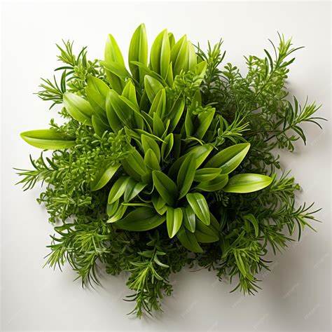 Create An Image Of A Top View Of A Dense Clump Of Grasses Isolated On A