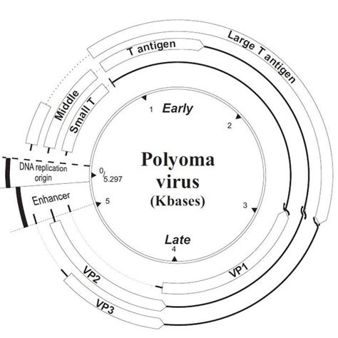 J Domain Structure Of Polyomavirus Download Scientific Diagram