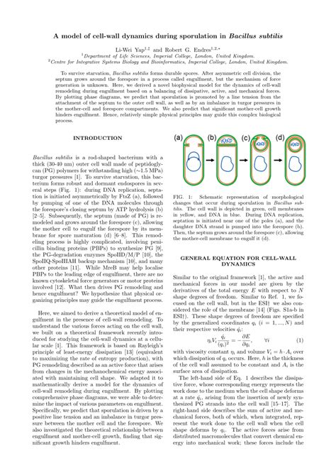 Pdf A Model Of Cell Wall Dynamics During Sporulation In Bacillus Subtilis