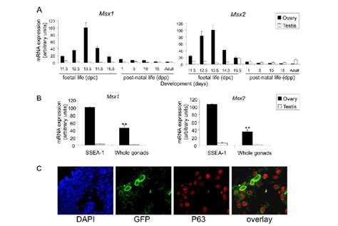 Msx1 And Msx2 Gene Expression In Mouse Gonads Msx1 And Msx2 Gene Download Scientific Diagram