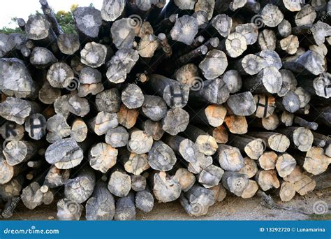 Background With Stacked Wood Trunks Stock Photo Image Of Pine Heap